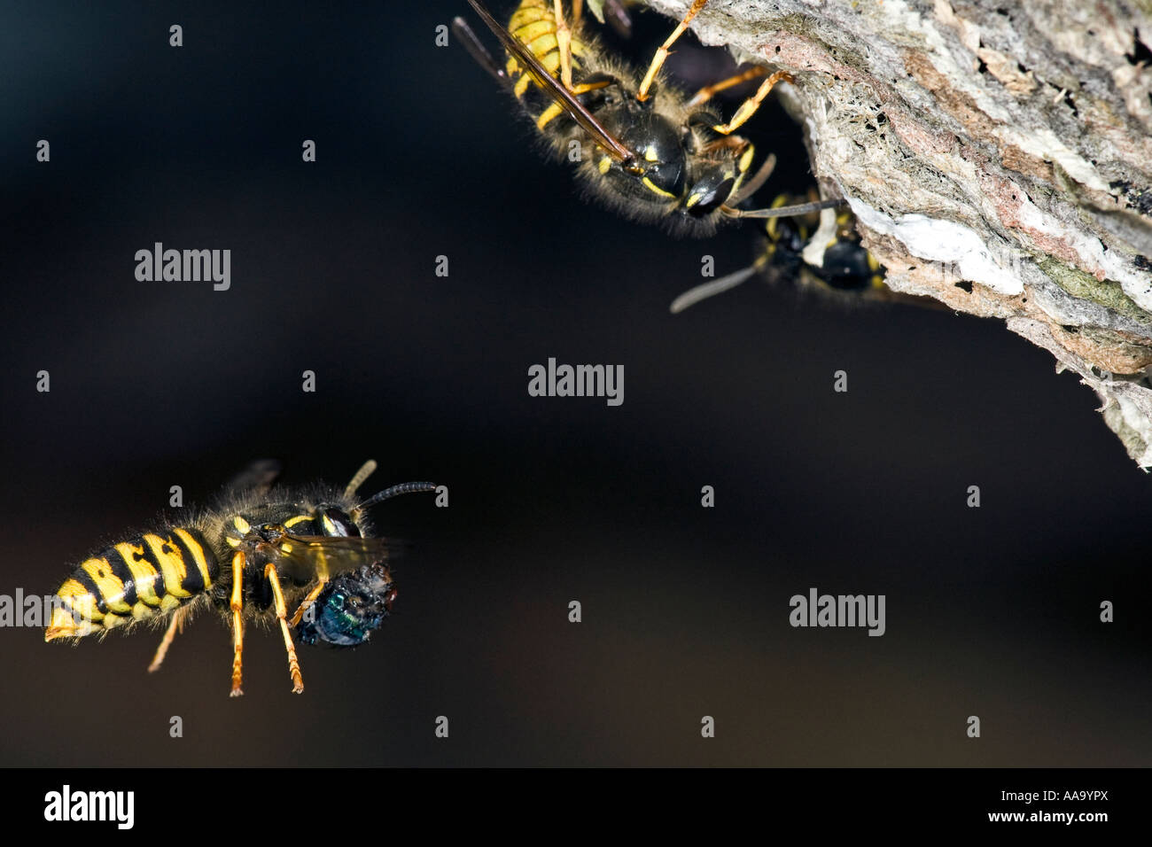 Saxon Wasp Dolichovespula saxonica in flight at nest with nice out of ...