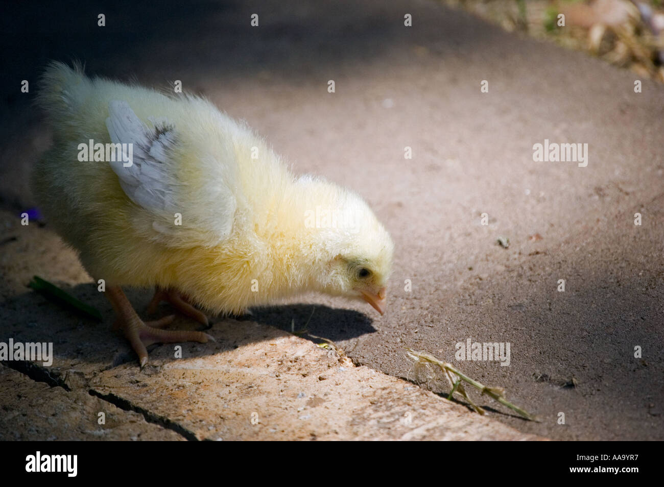 Cute yellow fluffy baby chick Stock Photo - Alamy