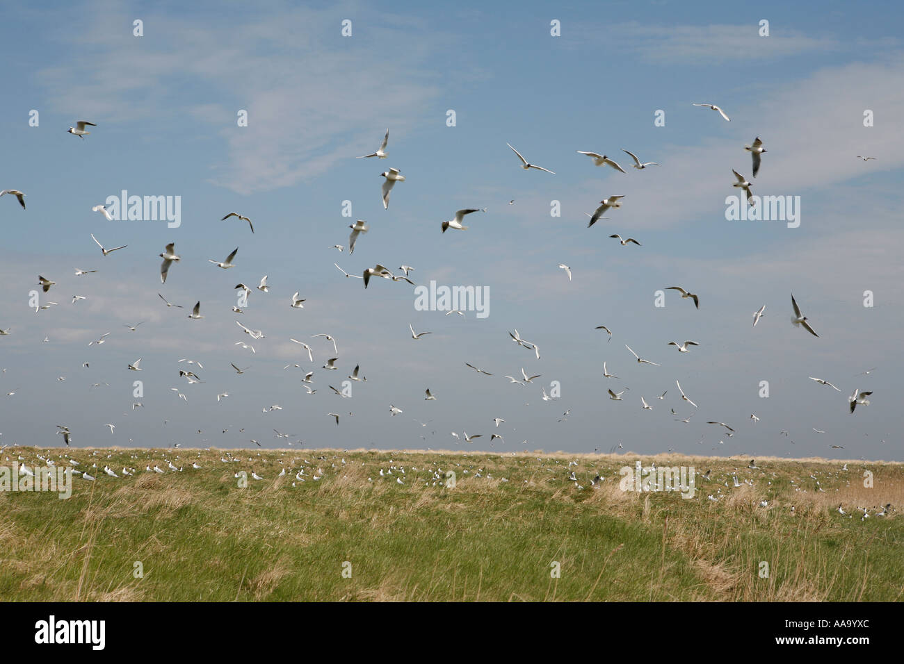 Flog hi-res stock photography and images - Alamy