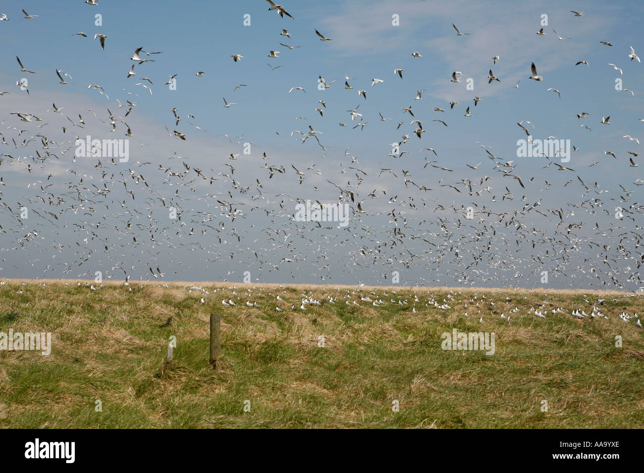 Flog hi-res stock photography and images - Alamy