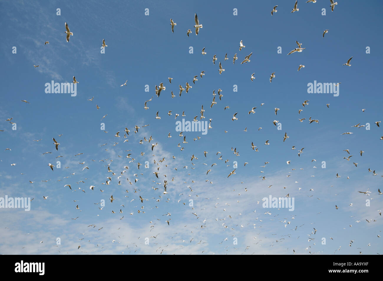 Flog hi-res stock photography and images - Alamy