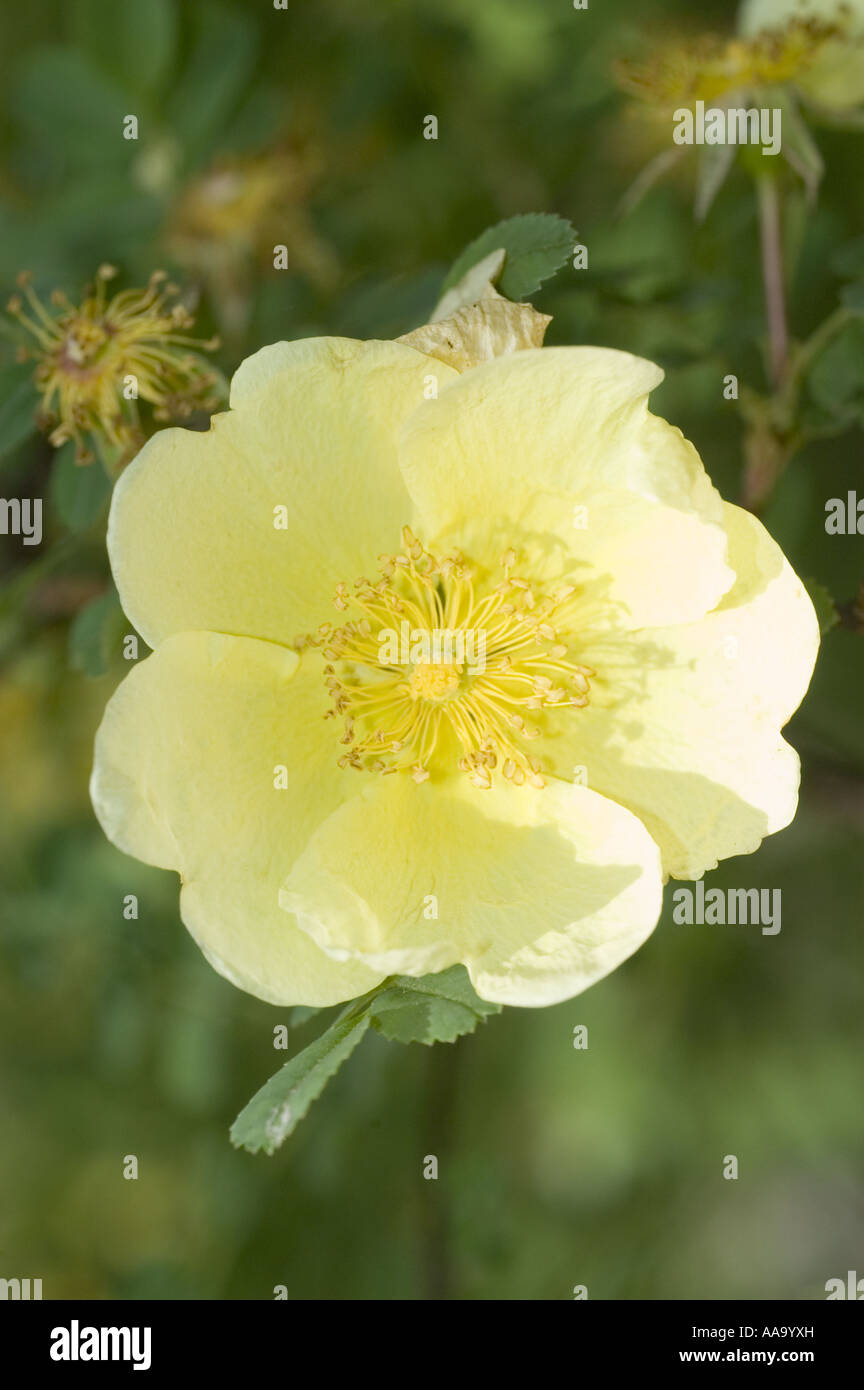 Cream yellow spring flower close up of Father Hugo Shrub Rose - Rosa ...