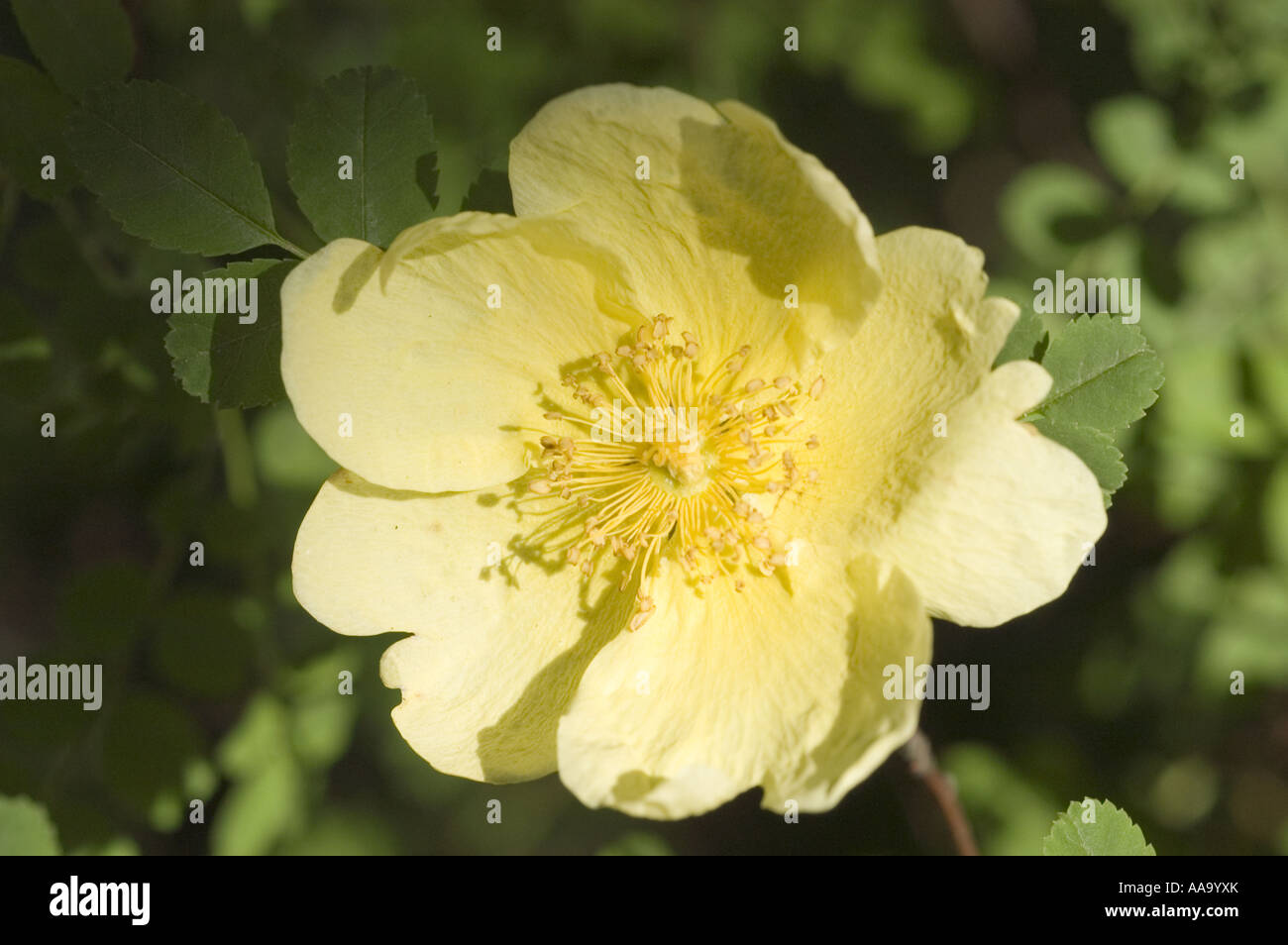 Cream yellow spring flower close up of Father Hugo Shrub Rose - Rosa ...