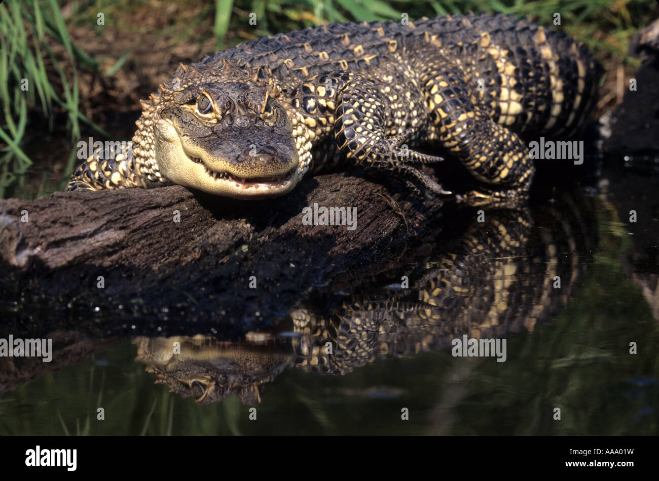 Reptile Alligator American Stock Photo - Alamy