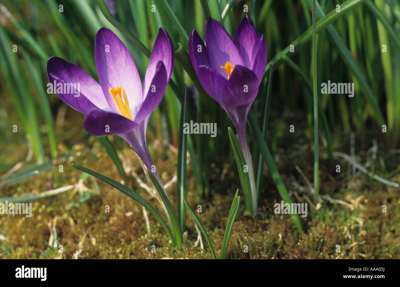 Plant Corcus Purple Stock Photo - Alamy