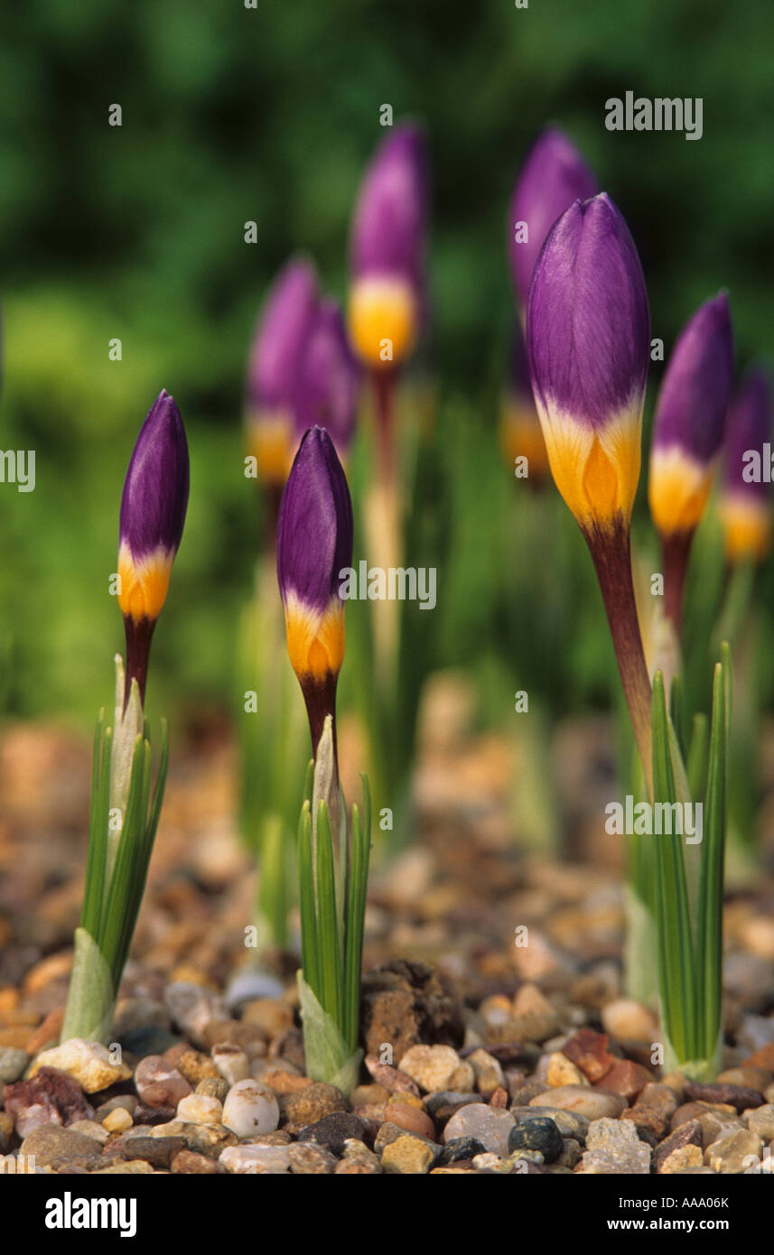 Plant Corcus Purple Stock Photo - Alamy