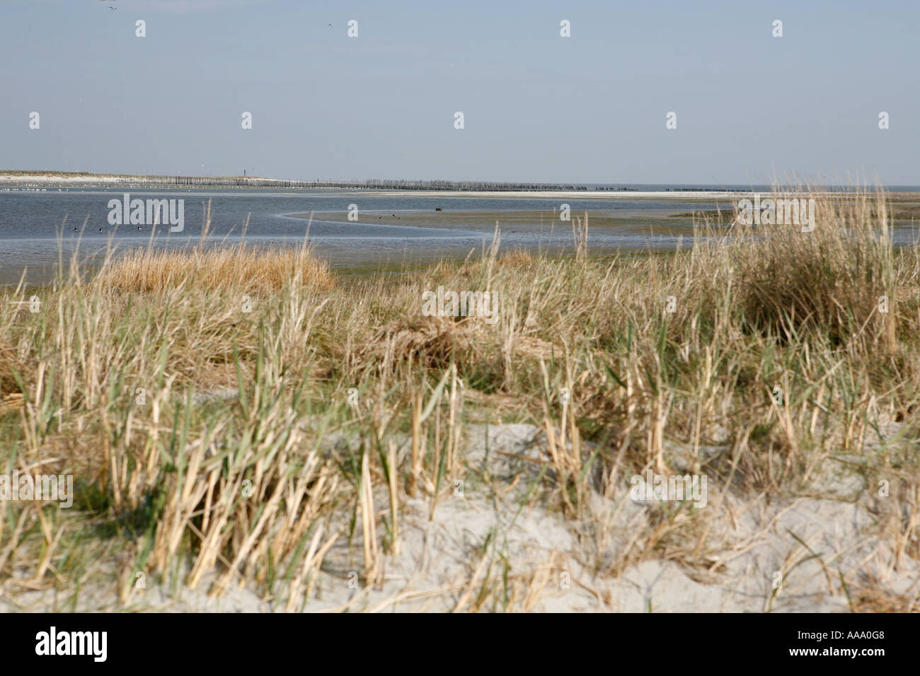 Typical Dutch beach landscape Stock Photo - Alamy