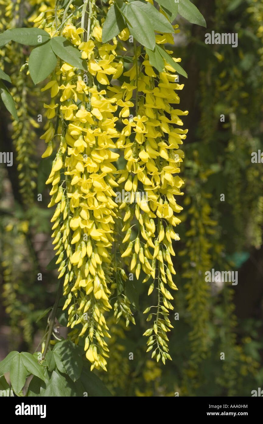 Yellow spring flowers of Common Laburnum - Laburnum anagyroides Stock ...