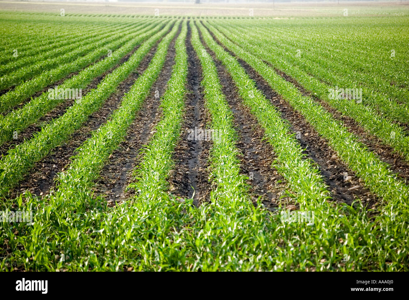 Rows of freshly planted crop in field Stock Photo - Alamy