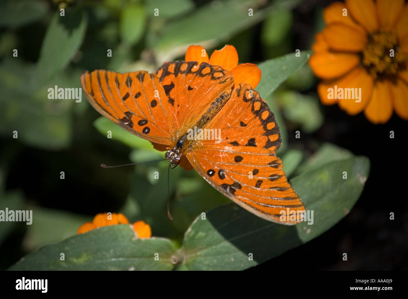 Colorful patterns on wings of butterfly or moth Stock Photo - Alamy