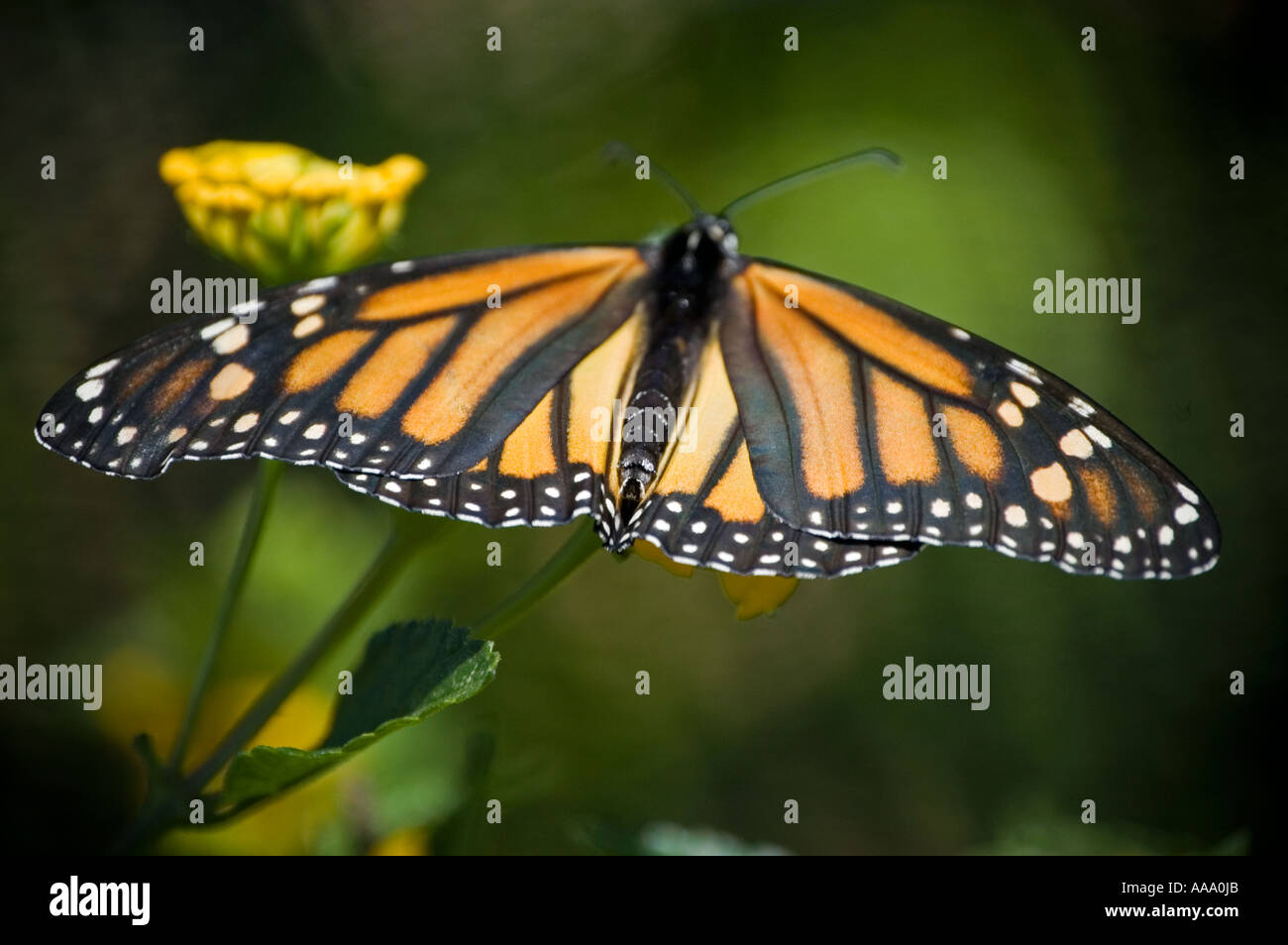 Colorful insect wings hi-res stock photography and images - Alamy