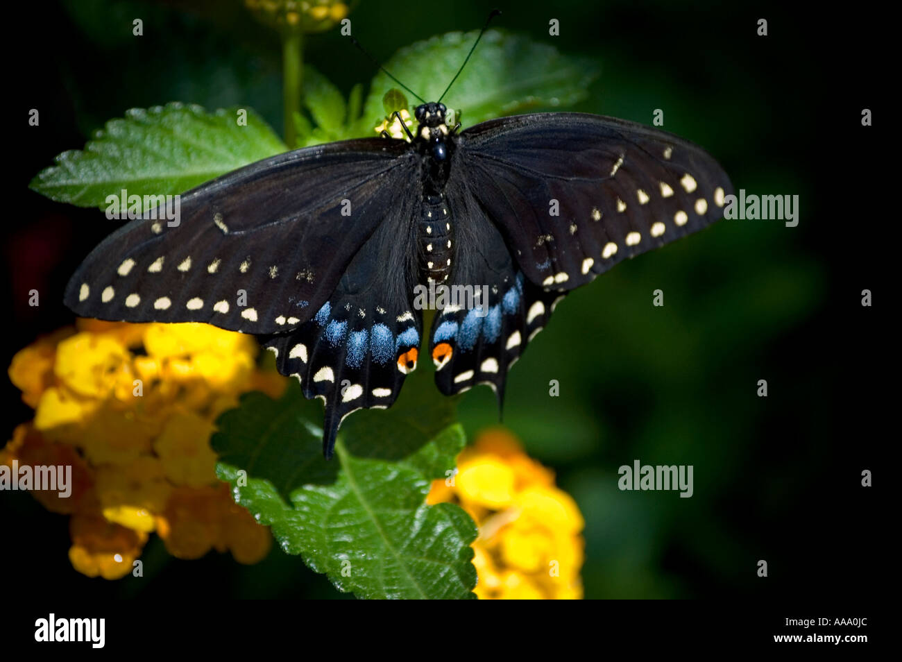 Colorful patterns on wings of butterfly or moth Stock Photo - Alamy