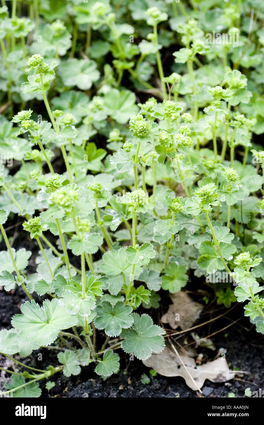 Green spring plant of lady's mantle - Rosaceae - Alchemilla gracilis ...