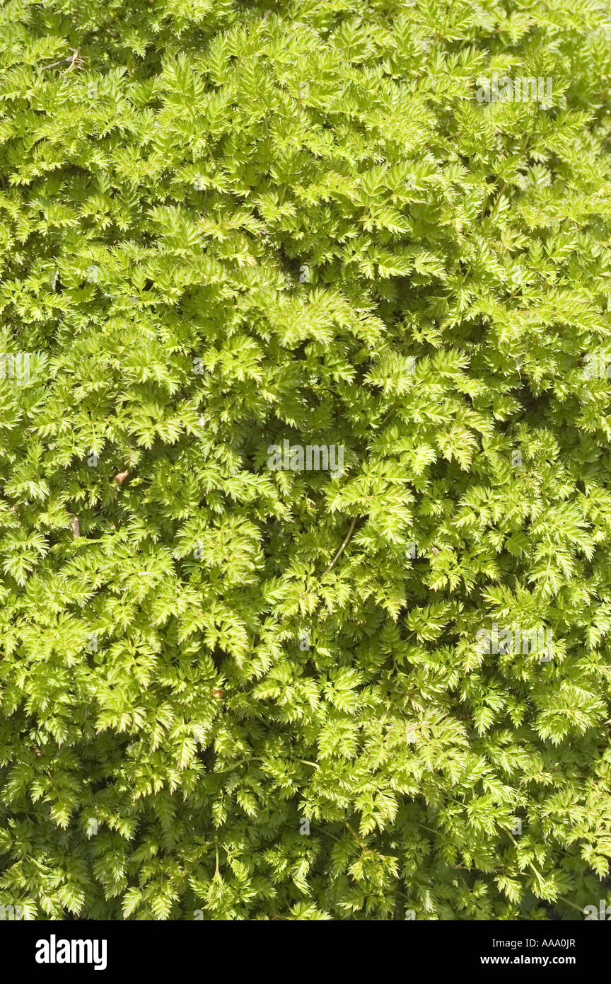 Dwarf goat's beard (Aruncus aethusifolius) dense green feathery foliage ...