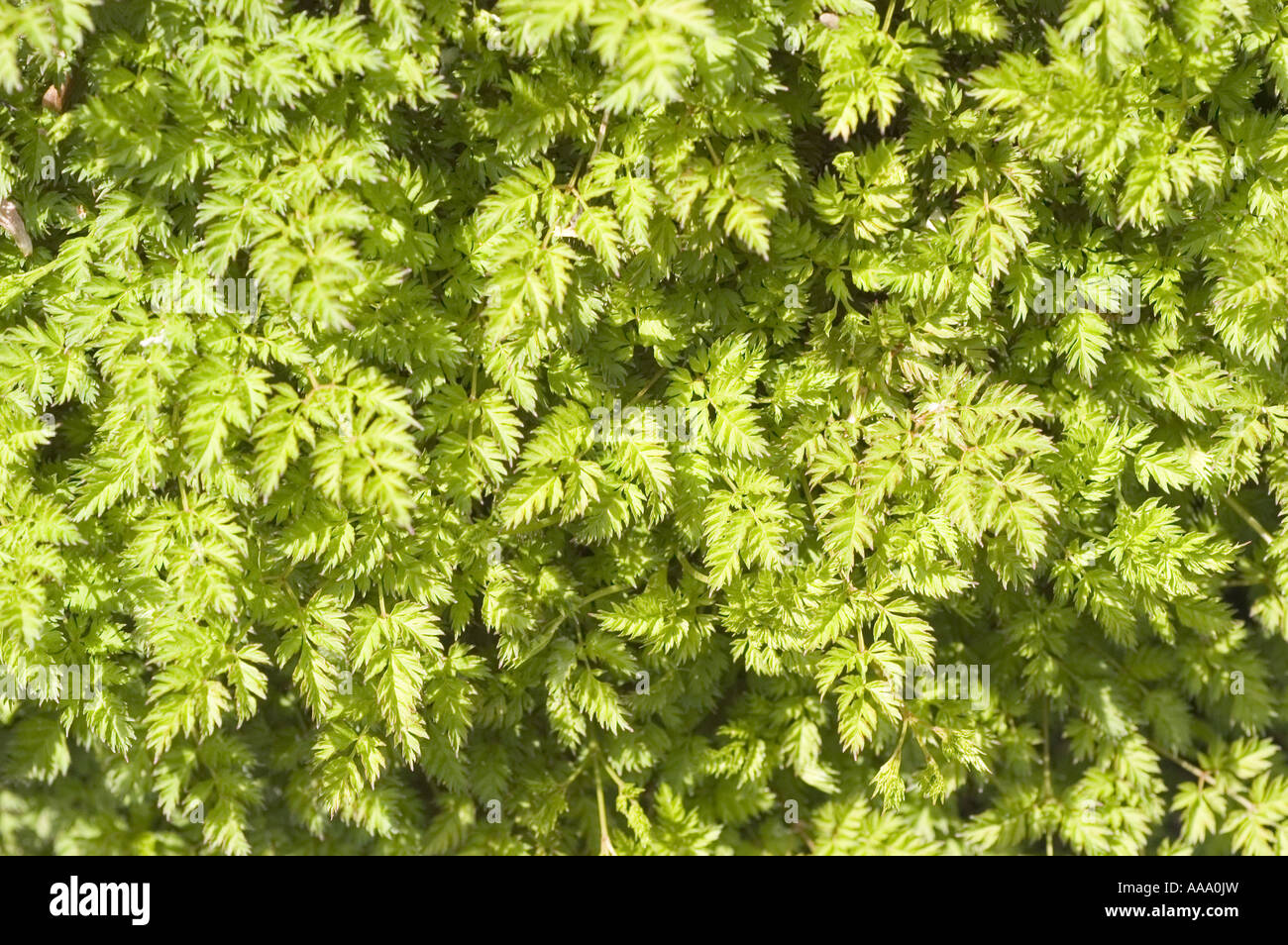 Lush green foliage of dwarf goat's beard (Aruncus aethusifolius Nakai ...
