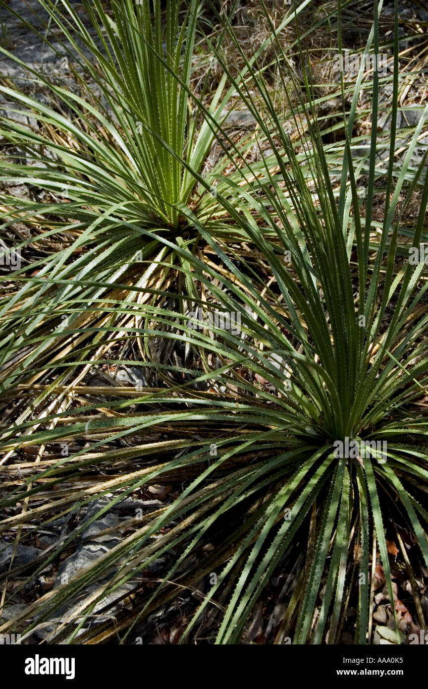 Needle sharp cactus plant scenery Stock Photo - Alamy