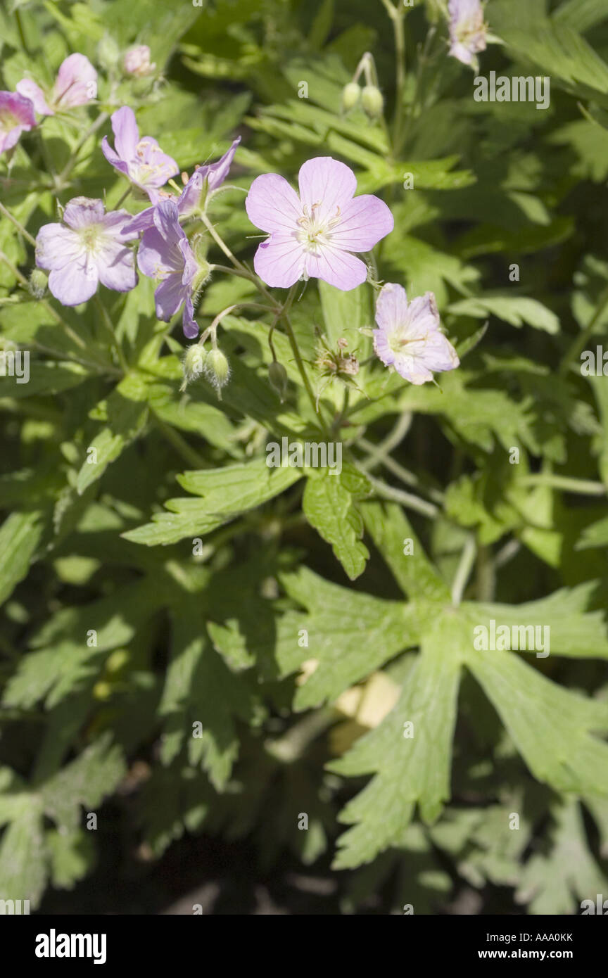 Spring flowers of Spotted Cranesbill, Wood Geranium, or Wild Geranium ...