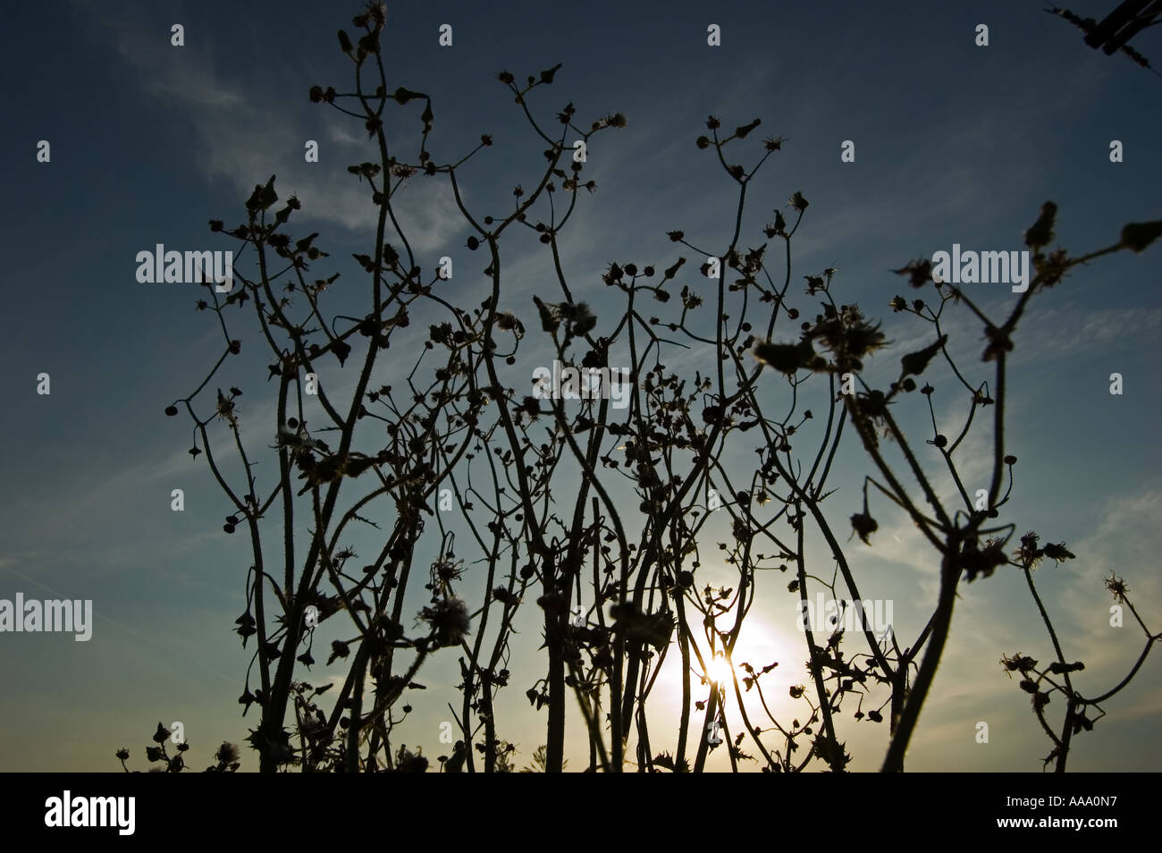 Sunset behind plants or weeds Stock Photo - Alamy
