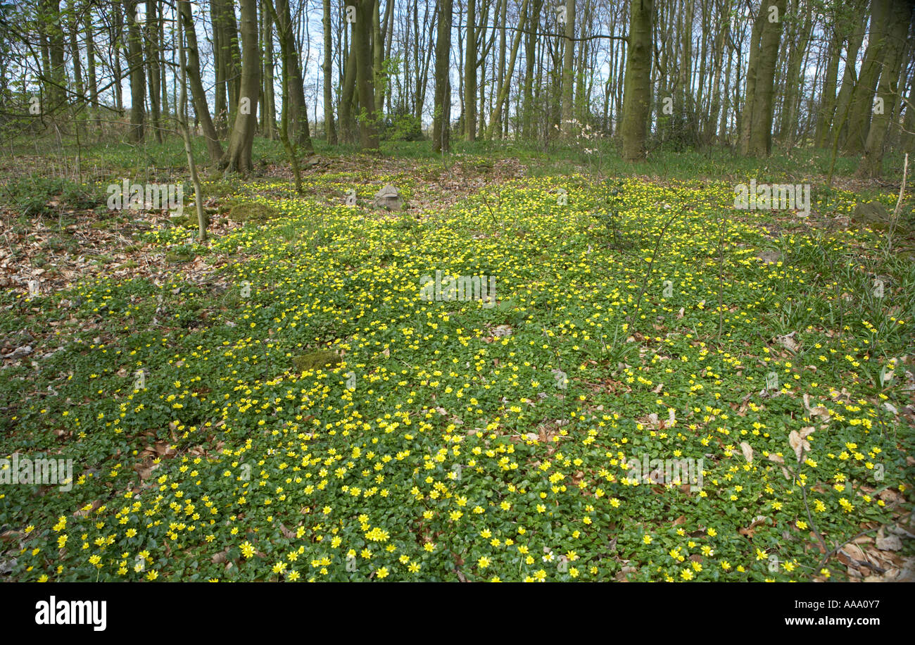 Lesser Celandine growing in spring woodland Lancashire Stock Photo - Alamy