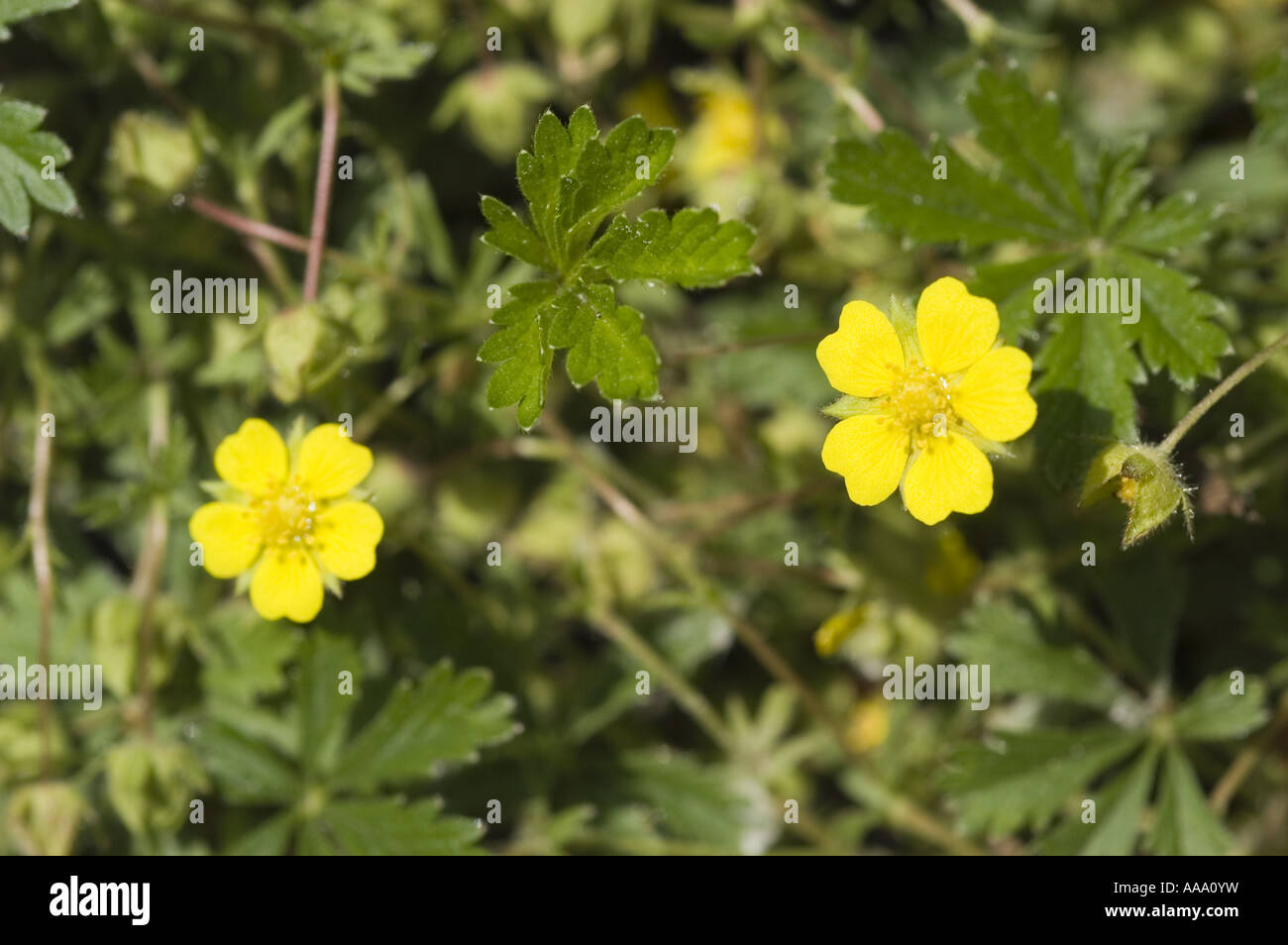 Dwarf spring cinquefoil hi-res stock photography and images - Alamy