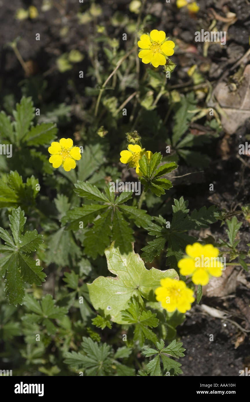 Yellow spring flowers of Dwarf spring cinquefoil -Rosaceae - Potentilla ...