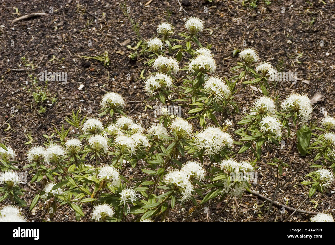 Many white spring flowers of Labrador Tea - Ericaceae - Ledum ...