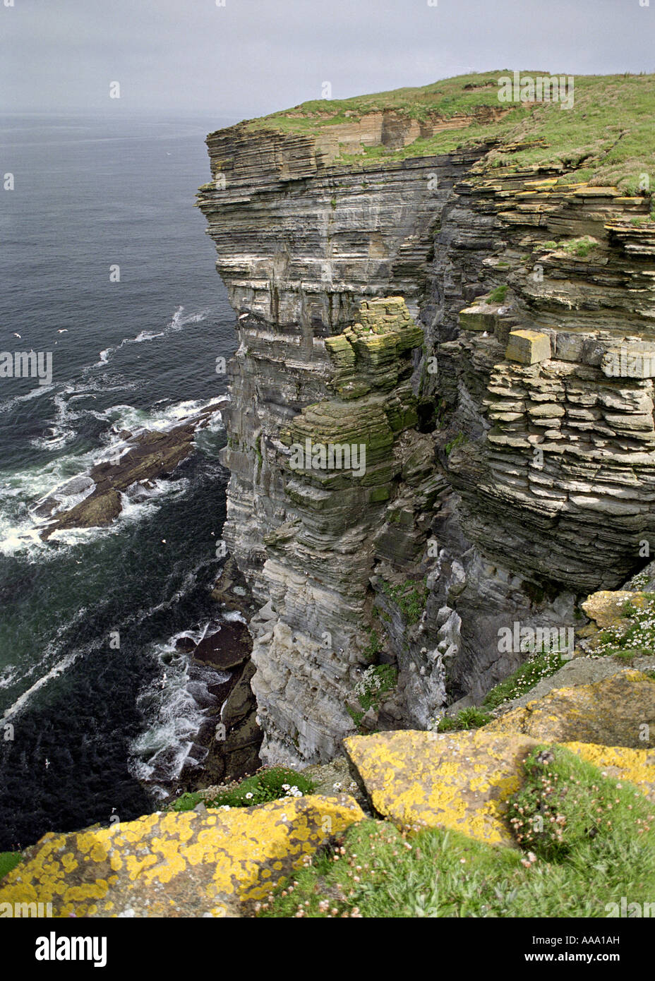 Marwick Head bird cliff's Orkney Islands Scotland uk gb Stock Photo - Alamy