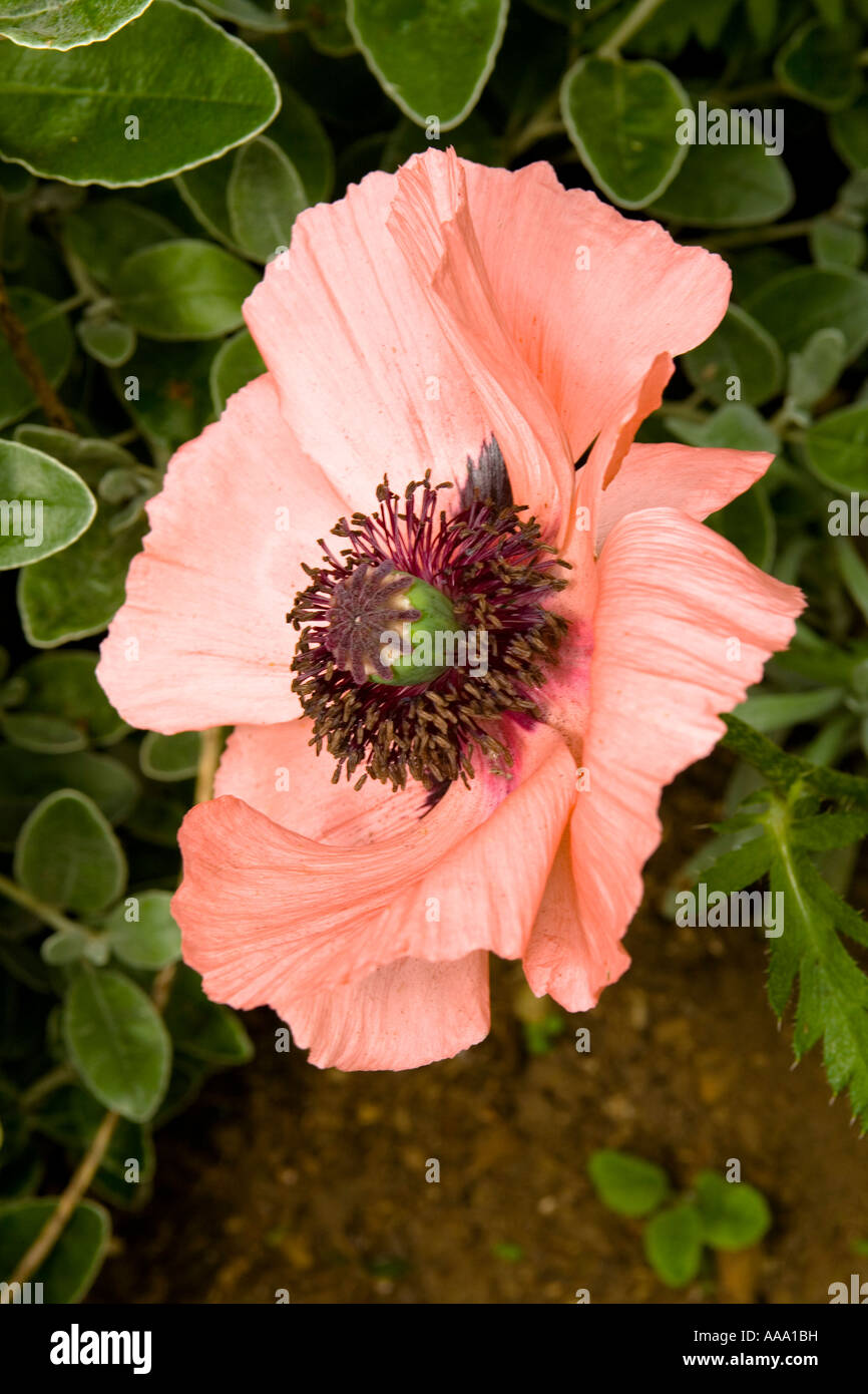 Salmon Coloured Poppy Single Bloom Stock Photo - Alamy