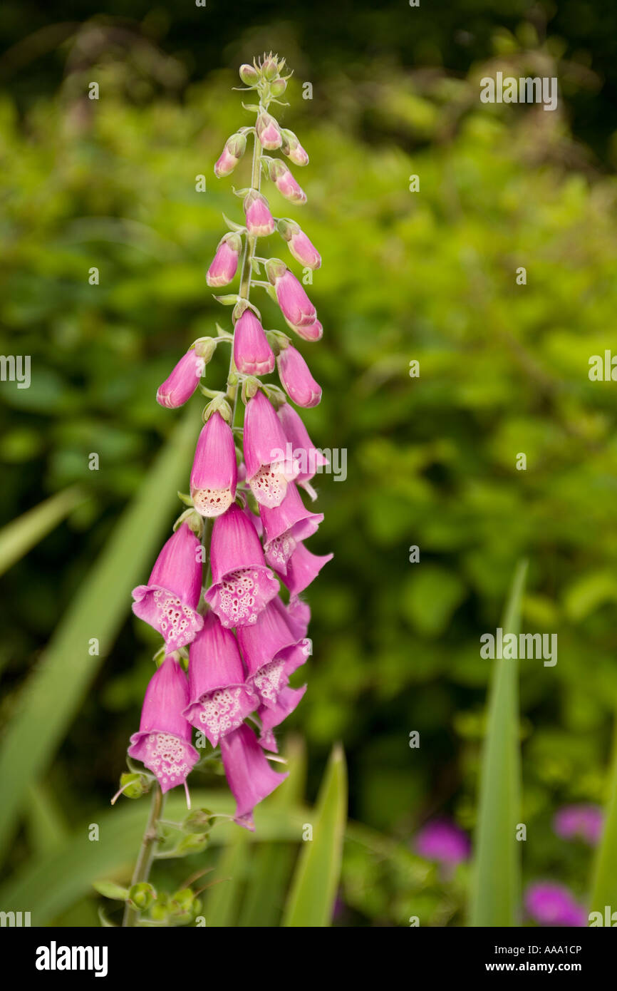 Pink Common Foxglove Digitalis purpurea in Bloom Stock Photo - Alamy