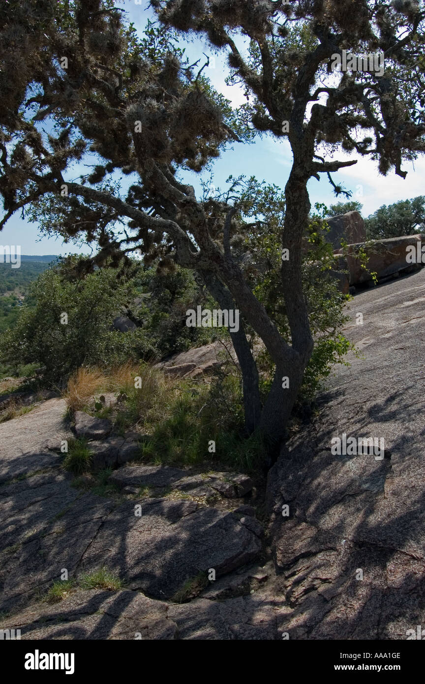 Oak tree growing out of granite mountain in rugged hill country Stock ...