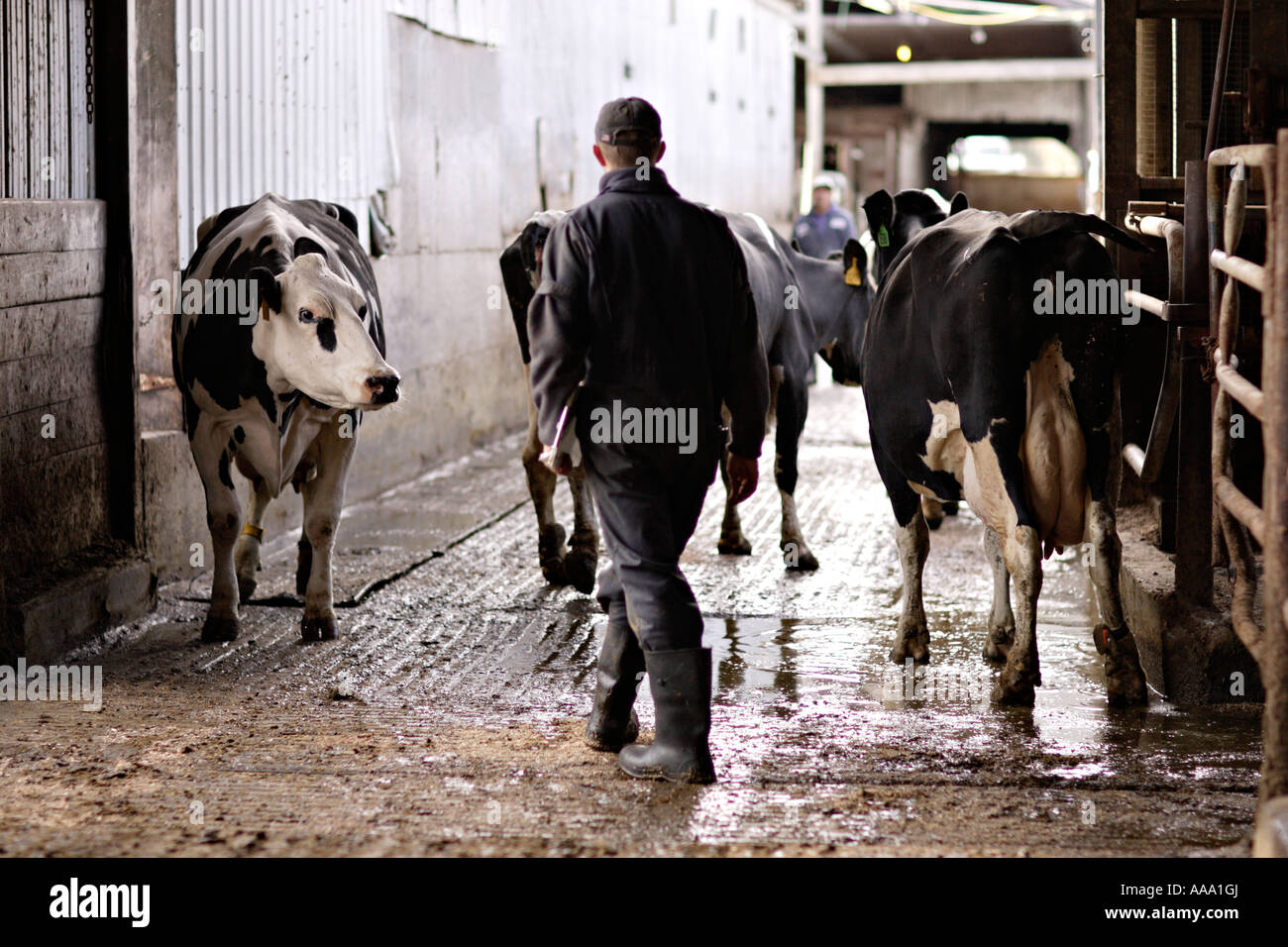 Dairy farmer hearding cow through gates Stock Photo - Alamy