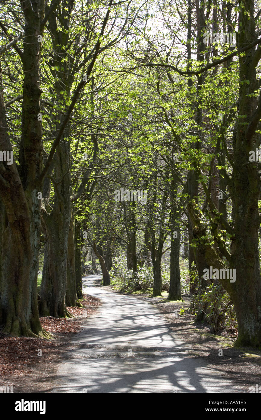Trees lining country lane hi-res stock photography and images - Alamy