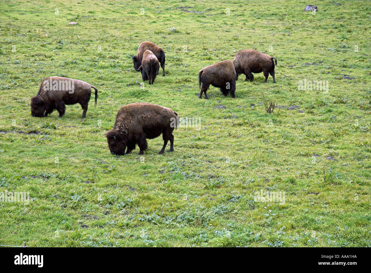 Bison roam on the grasslands of the American west Stock Photo - Alamy