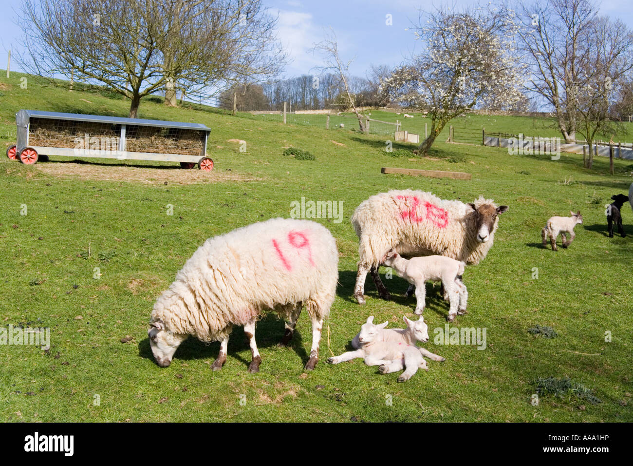 Spring lambs near the Cotswold village of Stanton Gloucestershire Stock ...