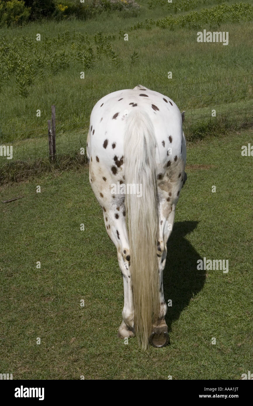 Horse rear end hi-res stock photography and images - Alamy