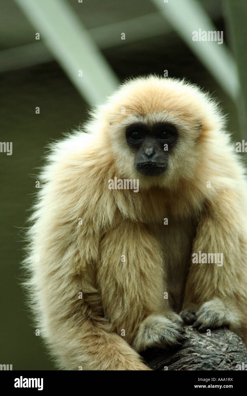 Lar Gibbon (pale colour morph Stock Photo - Alamy