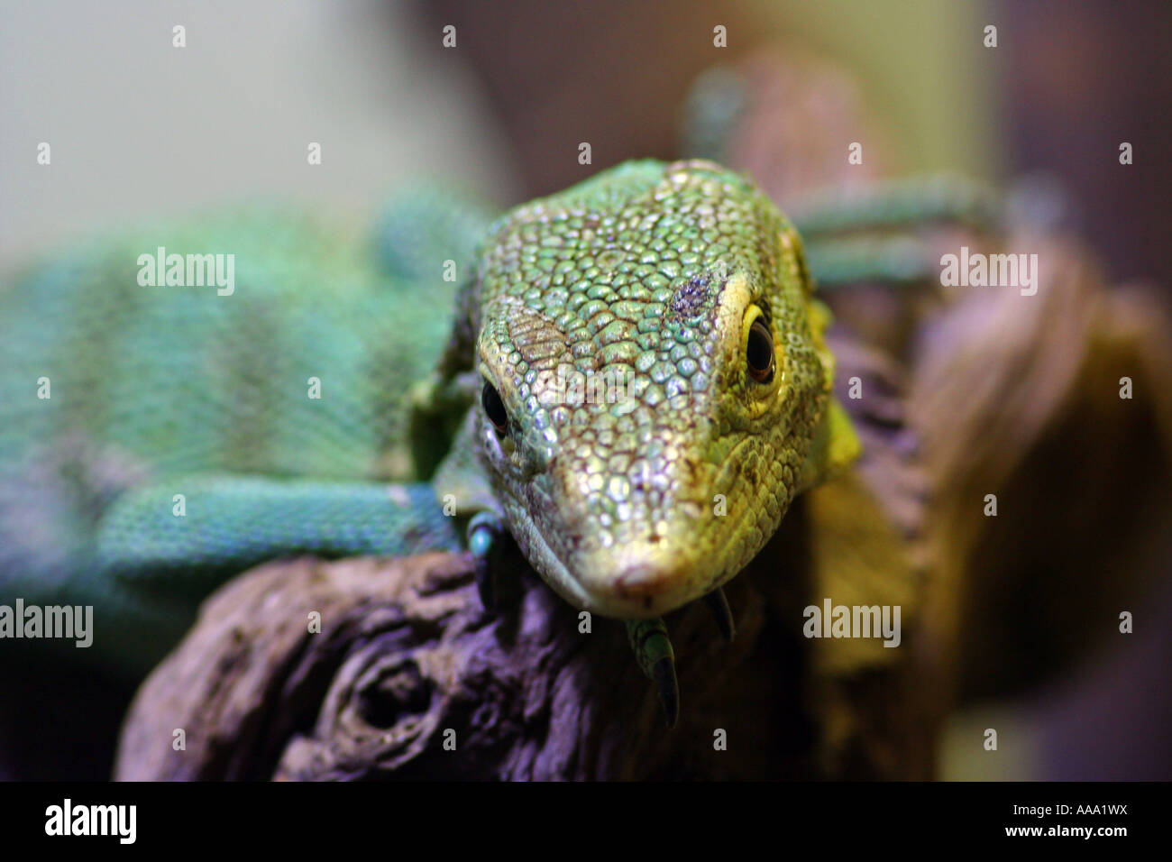 Green tree monitor Stock Photo - Alamy
