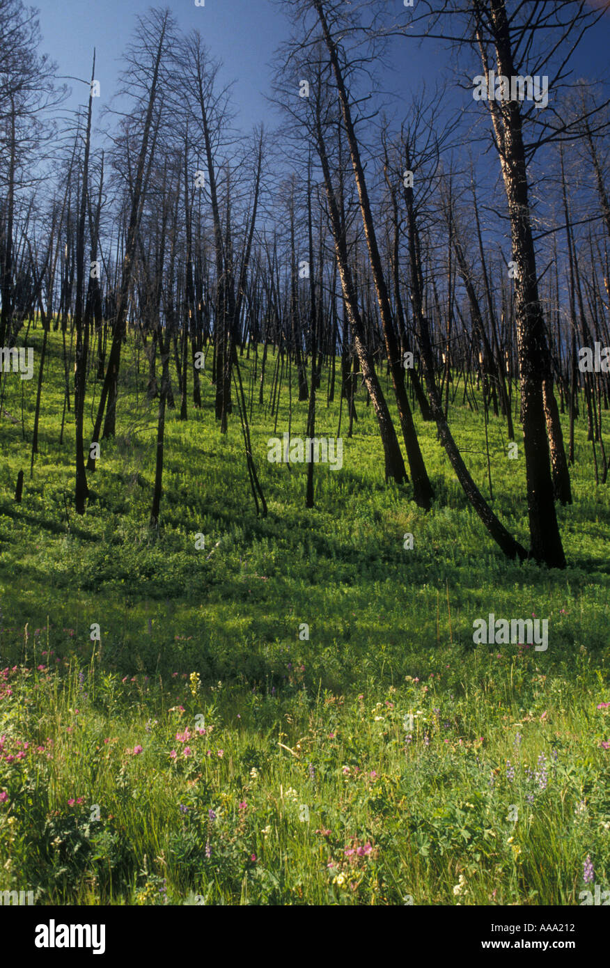 Yellowstone fire regrowth hi-res stock photography and images - Alamy