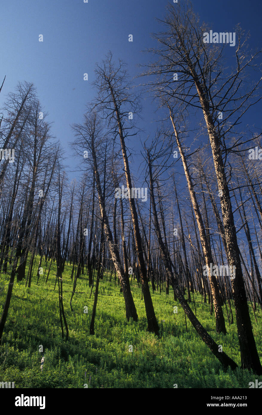 Regrowth Forest Yellowstone High Resolution Stock Photography and ...