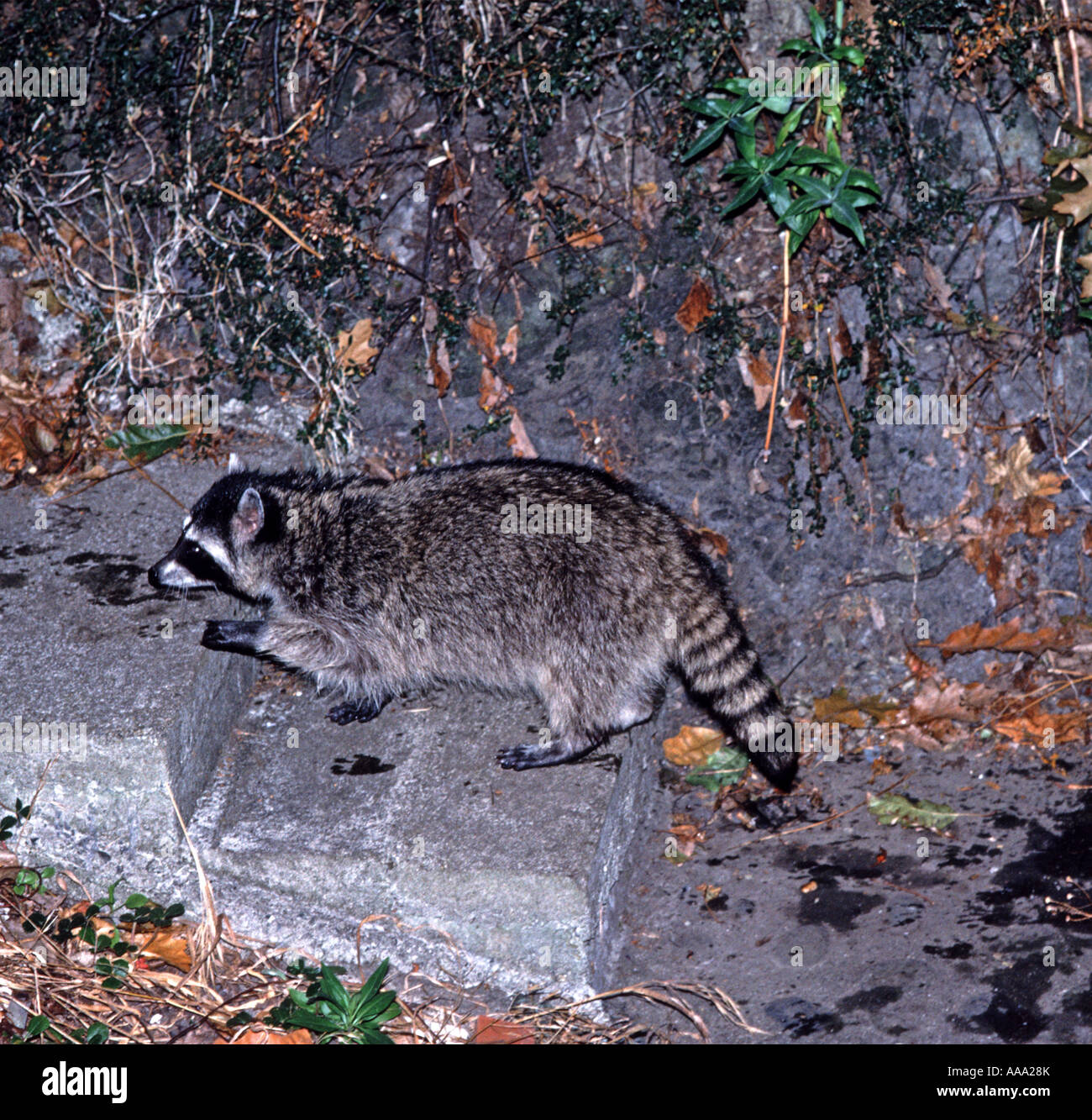 Raccoon Procyon lotor in a San Francisco California backyard Stock ...