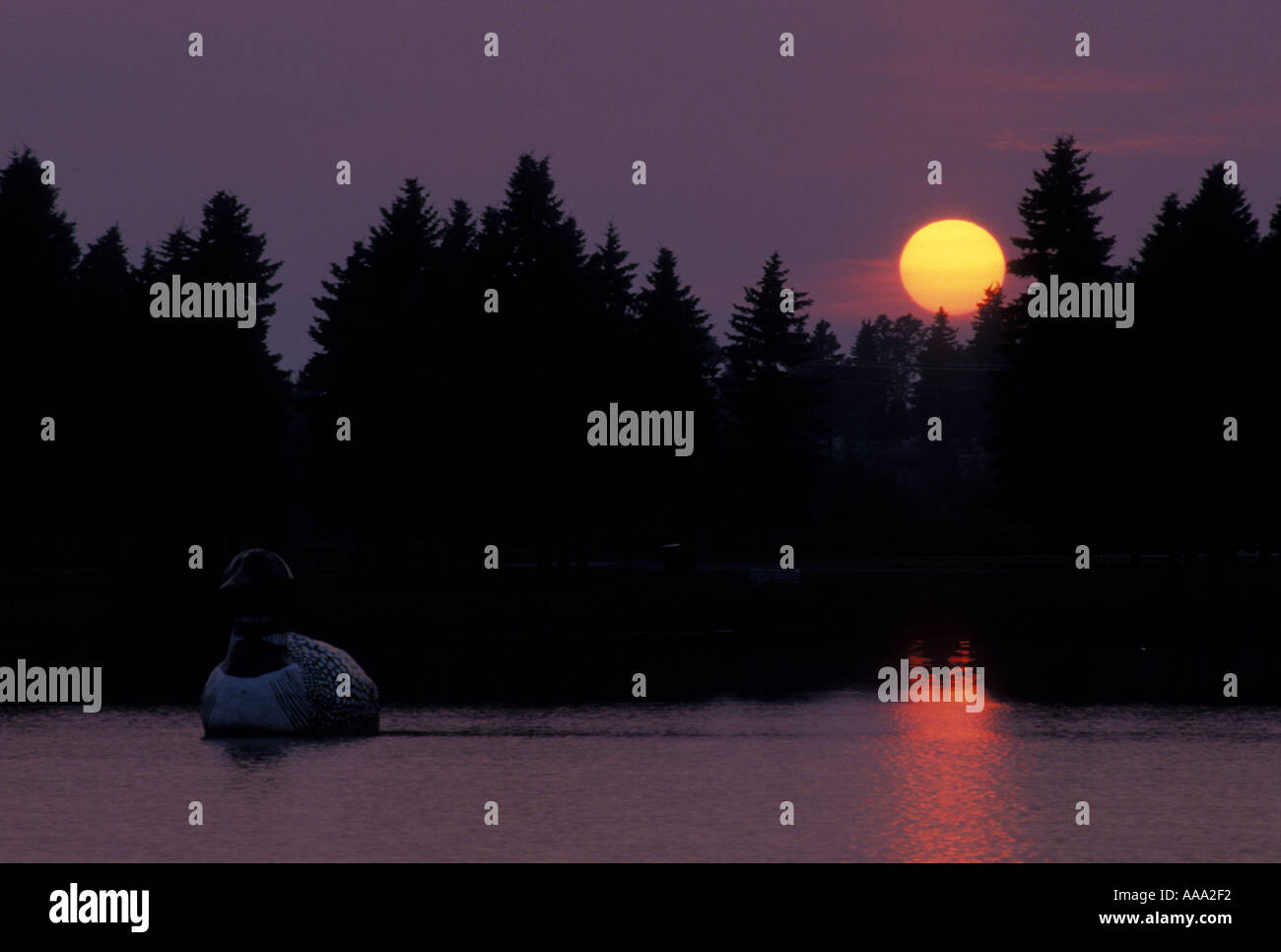 Common loon photographs hi-res stock photography and images - Alamy