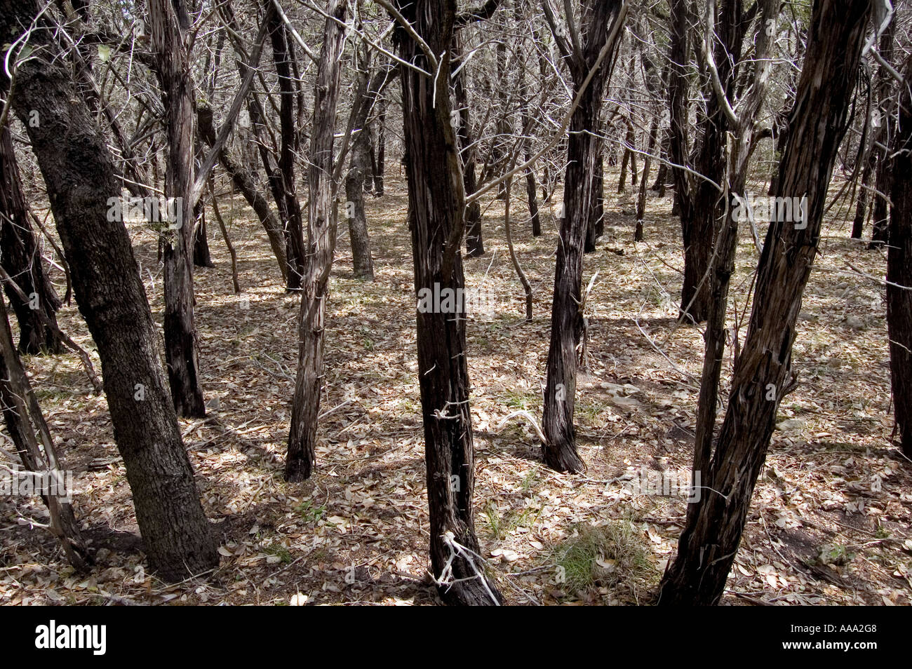 Texas cedar tree trunk hi-res stock photography and images - Alamy