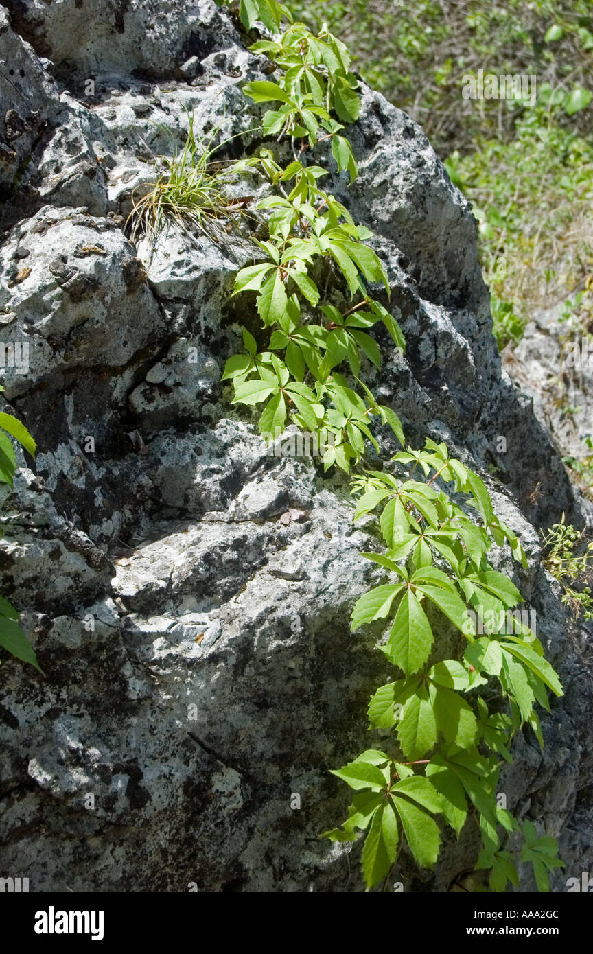 Ivy growing on granite rock scenery in hill country Stock Photo - Alamy