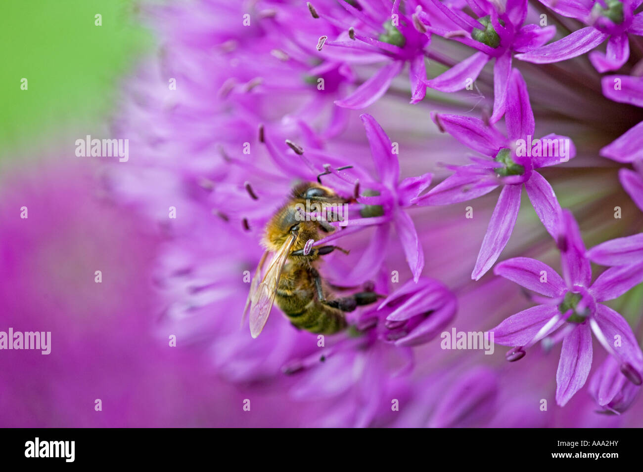 A honey bee gathering pollen from an allium flower in an English garden ...