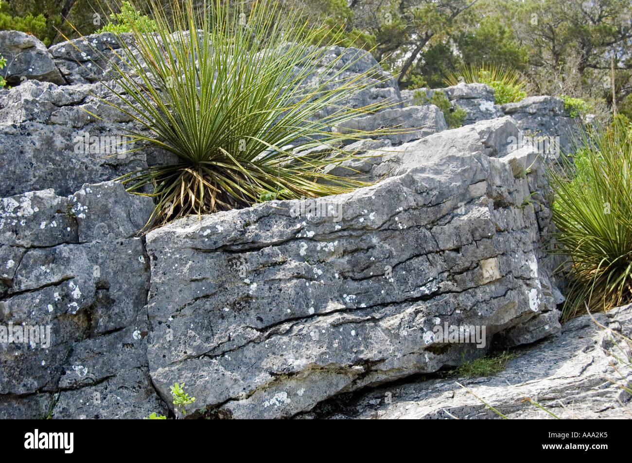 Caliche rock hi-res stock photography and images - Alamy