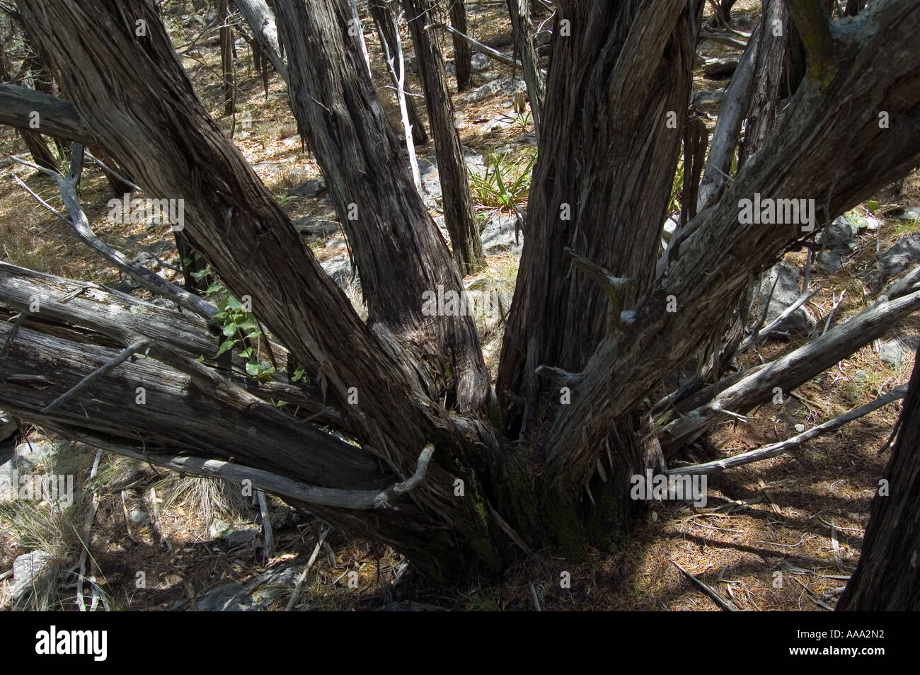 Clump of cedar tree trunks Stock Photo - Alamy
