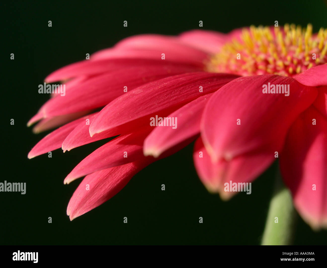 Pink Gerbera Petals with a black background Stock Photo - Alamy