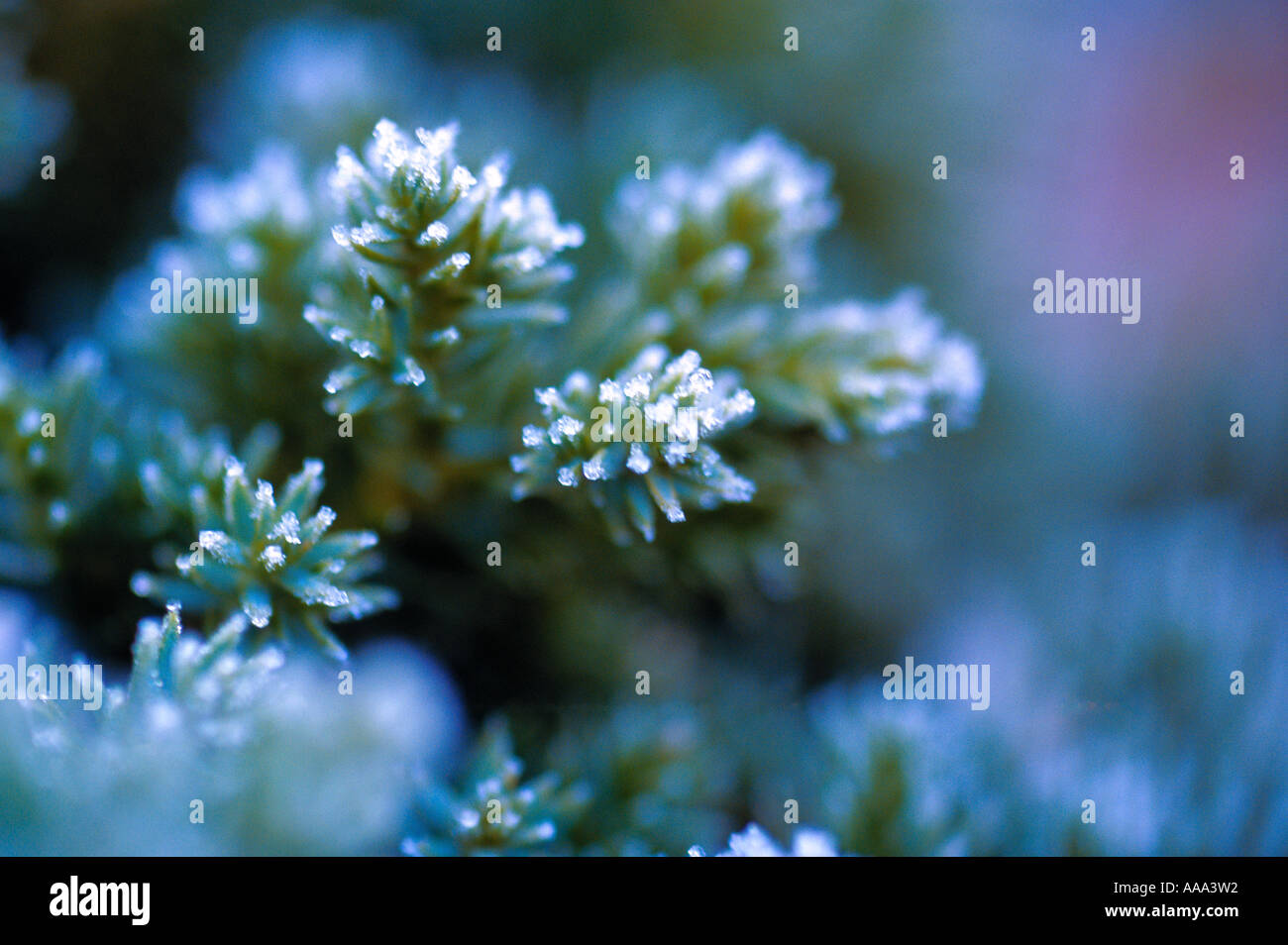 Moss in Frost Stock Photo - Alamy