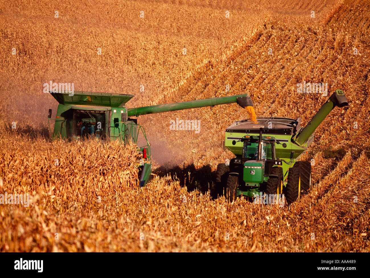 A combine harvests grain corn in a large rolling field while unloading ...