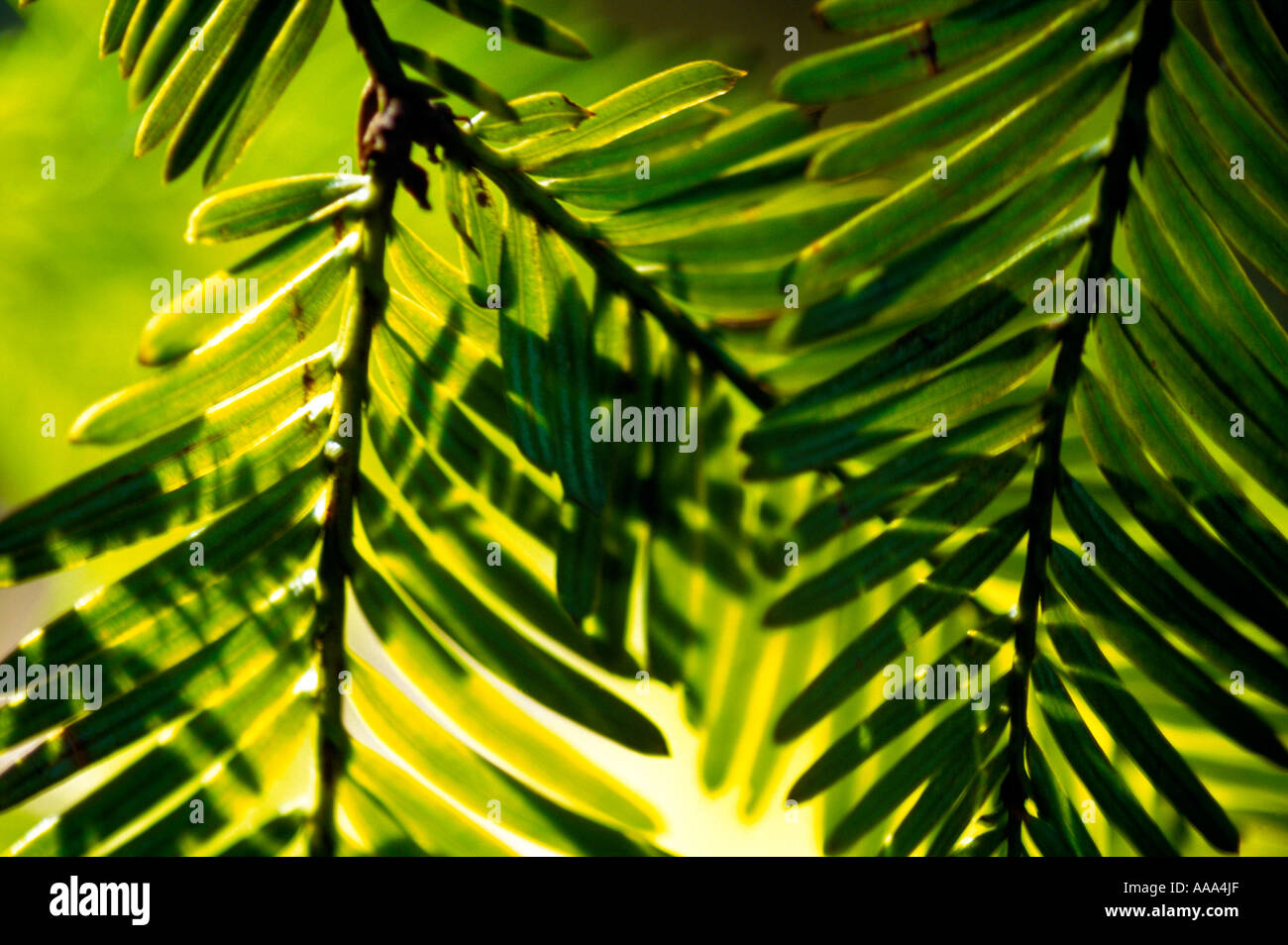 Giant Sequoia Leaves Stock Photo - Alamy